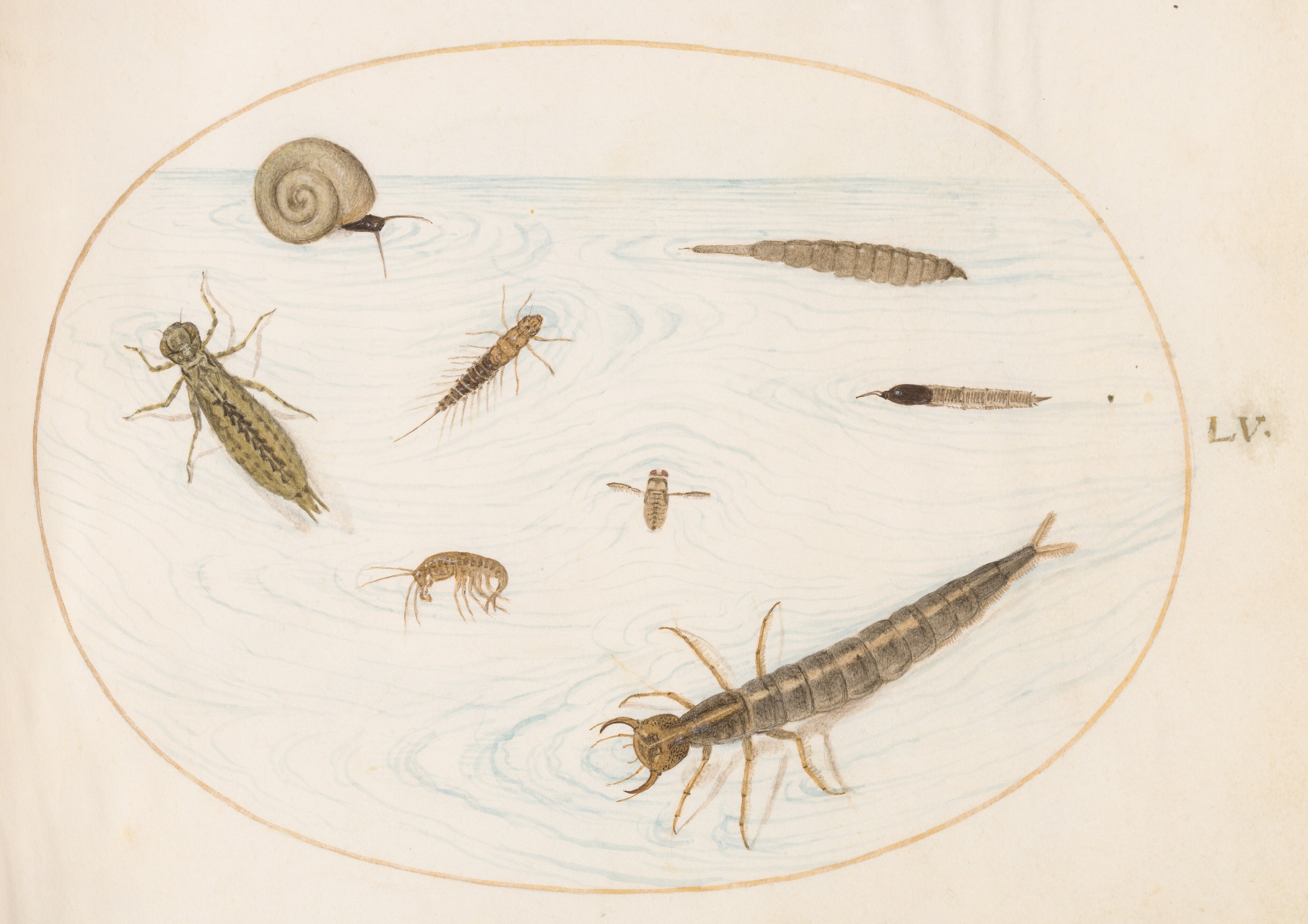 Plate 22: Mullet, Flying Fish, Eels, and Other Fish - Associated ...