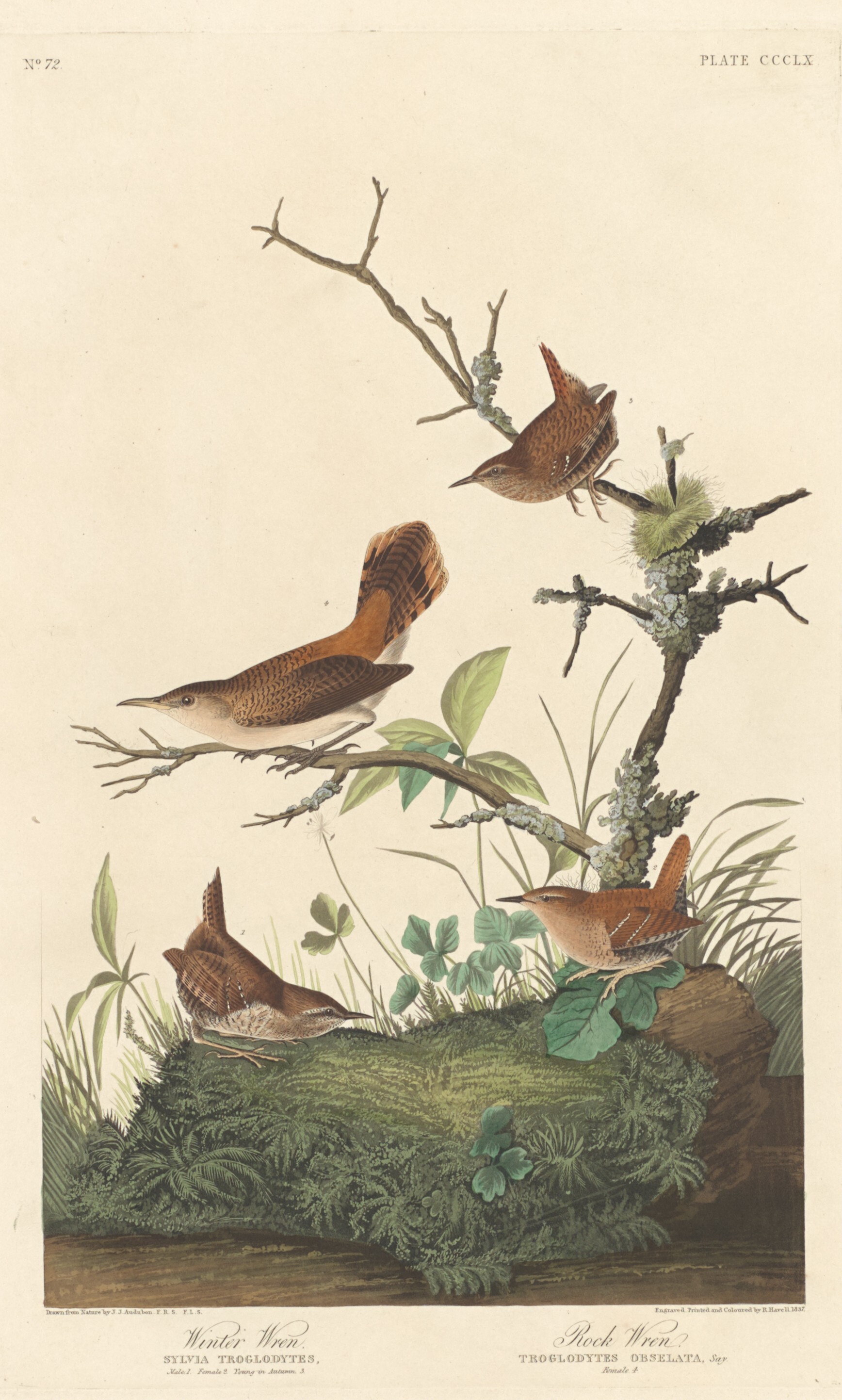 Winter Wren and Rock Wren by Robert Havell, Jr.