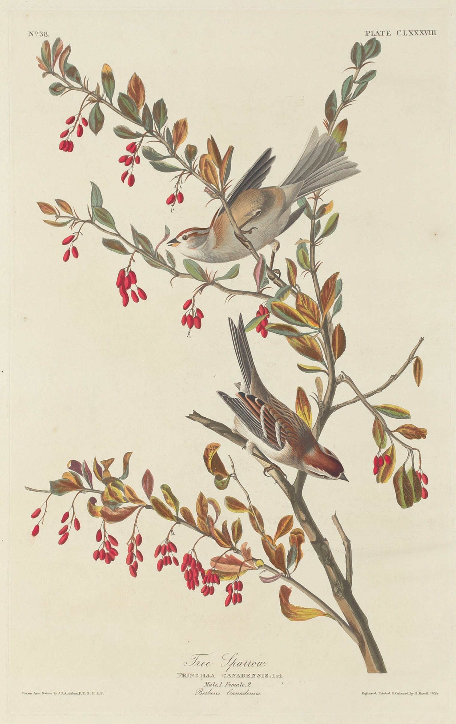 Tree Sparrow by Robert Havell, Jr.
