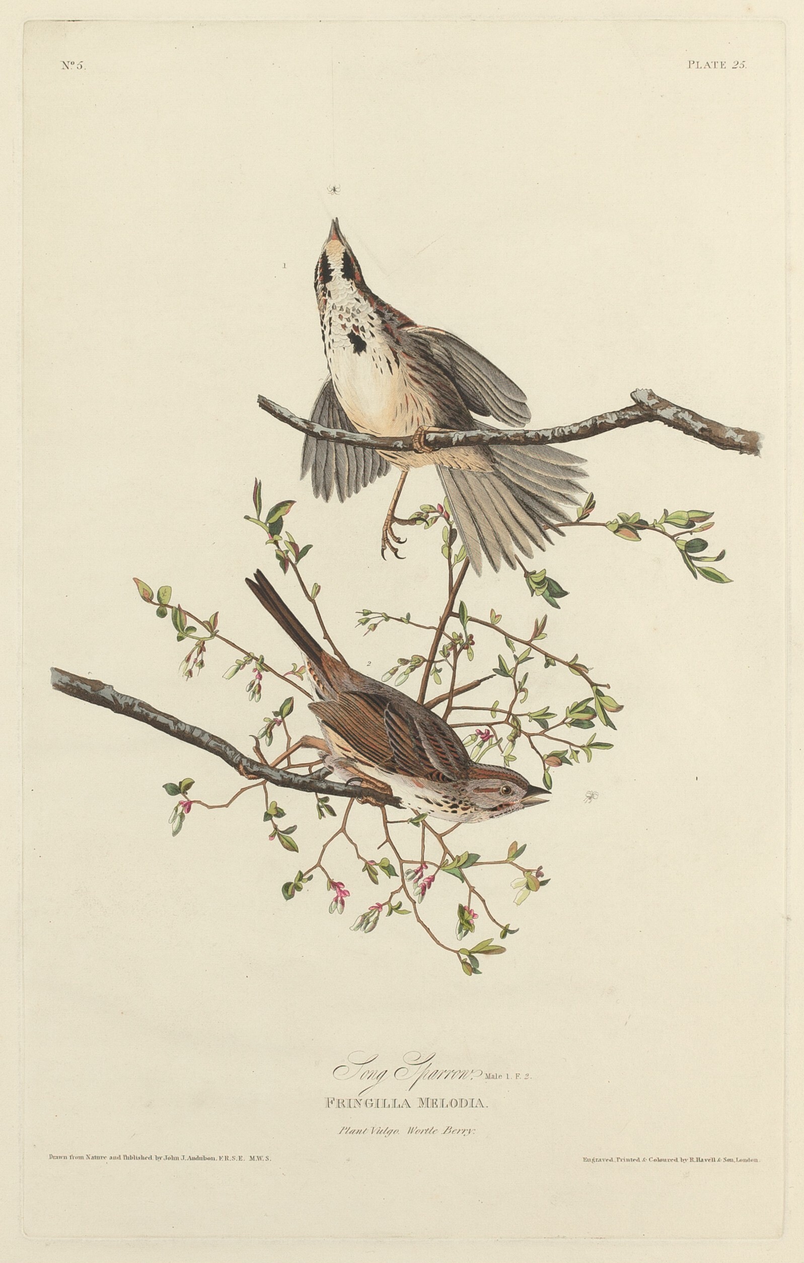 Song Sparrow by Robert Havell, Jr.