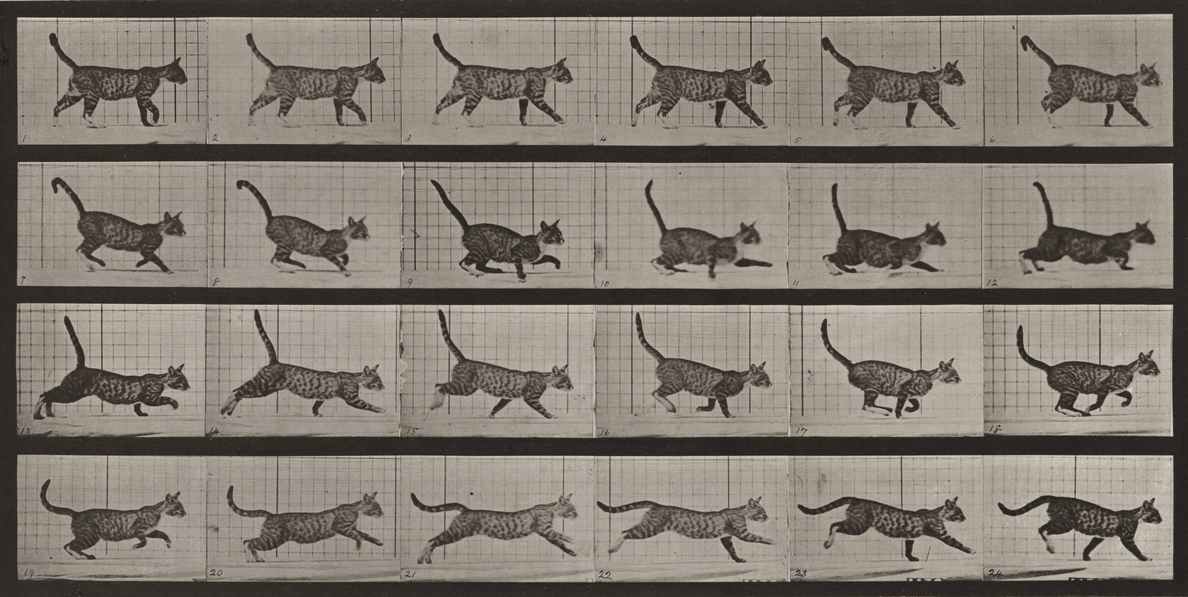Plate Number 716. Cat; walking; change to galloping by Eadweard Muybridge